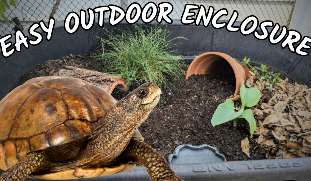 DIY Outdoor Box Turtle Enclosure | how to make an outdoor tortoise habitat - Tatiana's Tiny Zoo