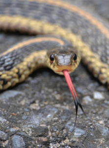 Programs - Tatiana's Tiny Zoo