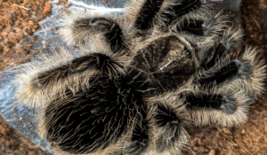 Curly Hair Tarantula Care Guide | Everything You Need to Know About ...
