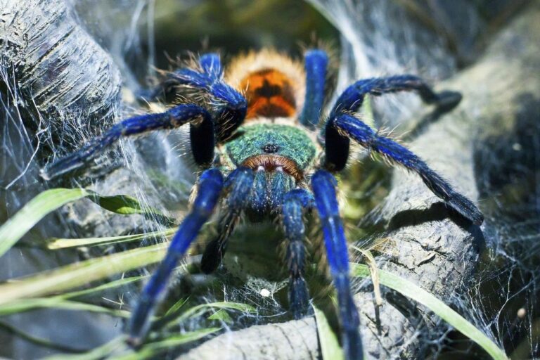Greenbottle Blue Tarantula Care Guide | everything you need to know ...